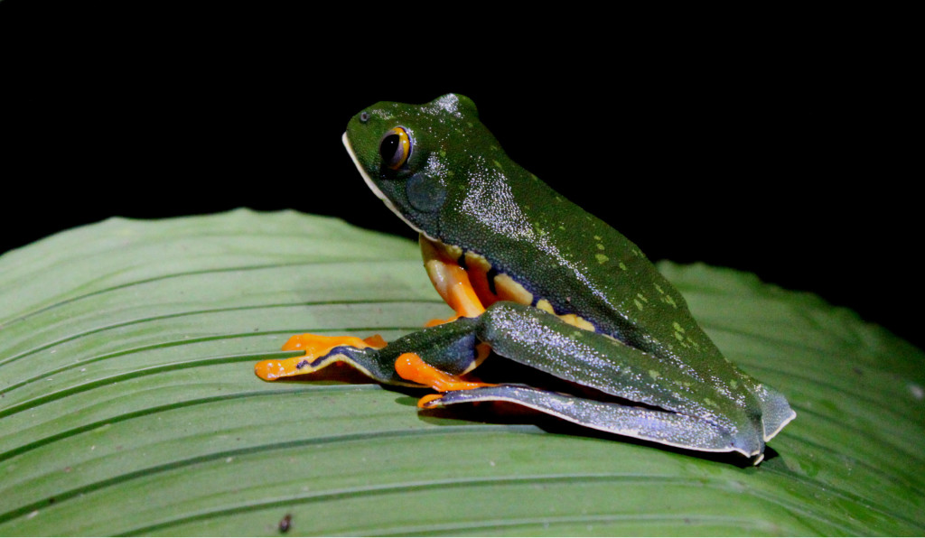 Korrigan Lodge - Adventure Hotels of Costa Rica Korrigan Lodge - Adventure Hotels of Costa Rica