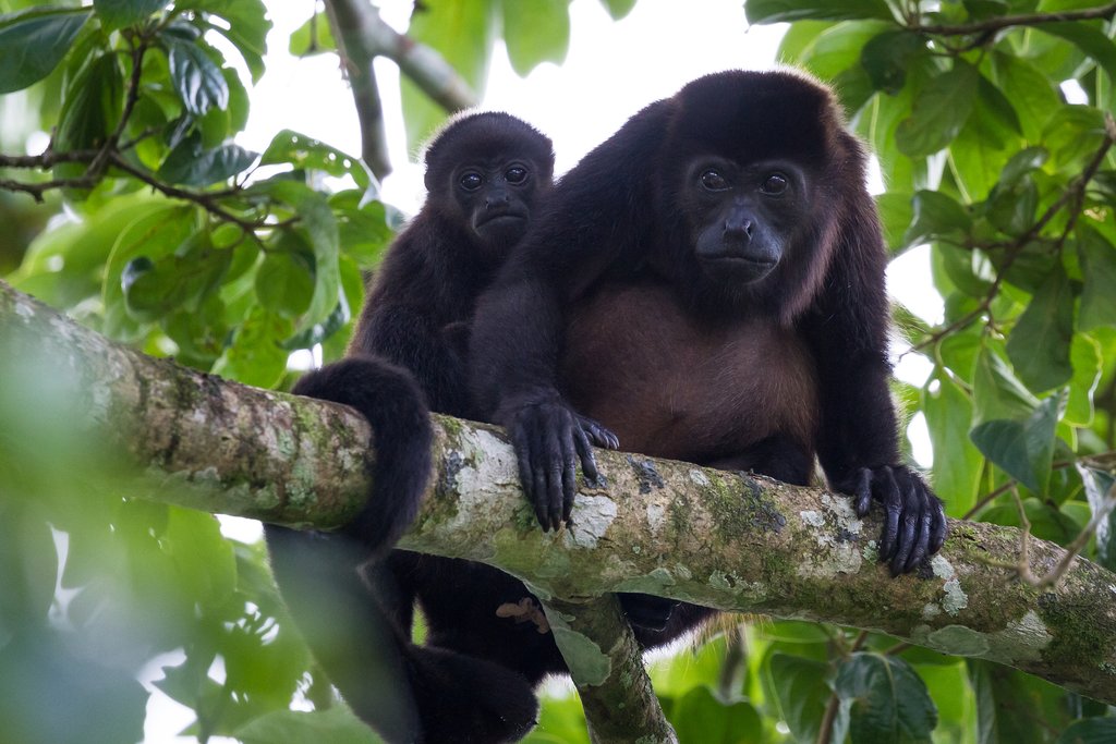 Baby Howler Monkey With His Mother - Adventure Hotels of Costa Rica